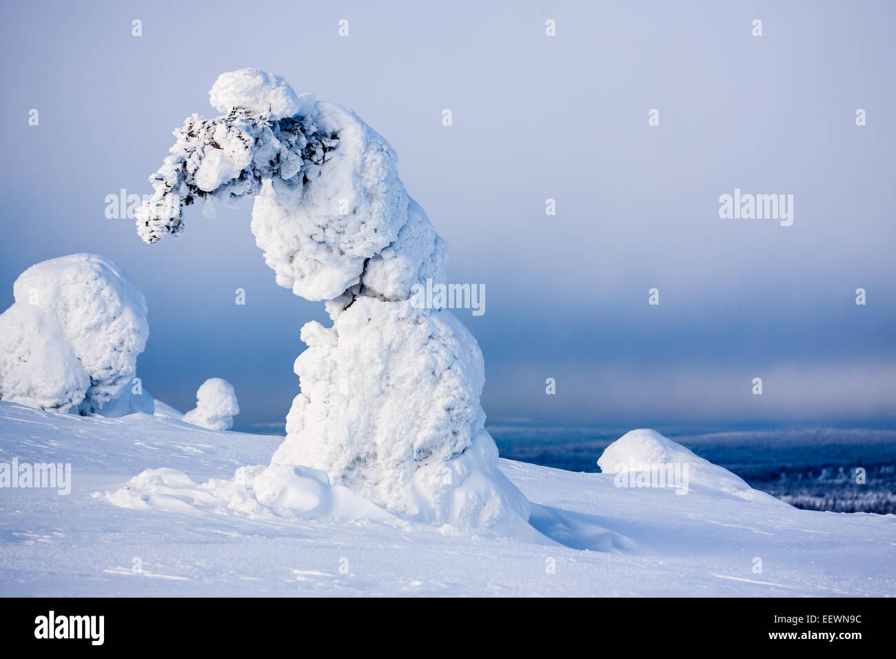 Heavy snow on a tree hi-res stock photography and images - Alamy
