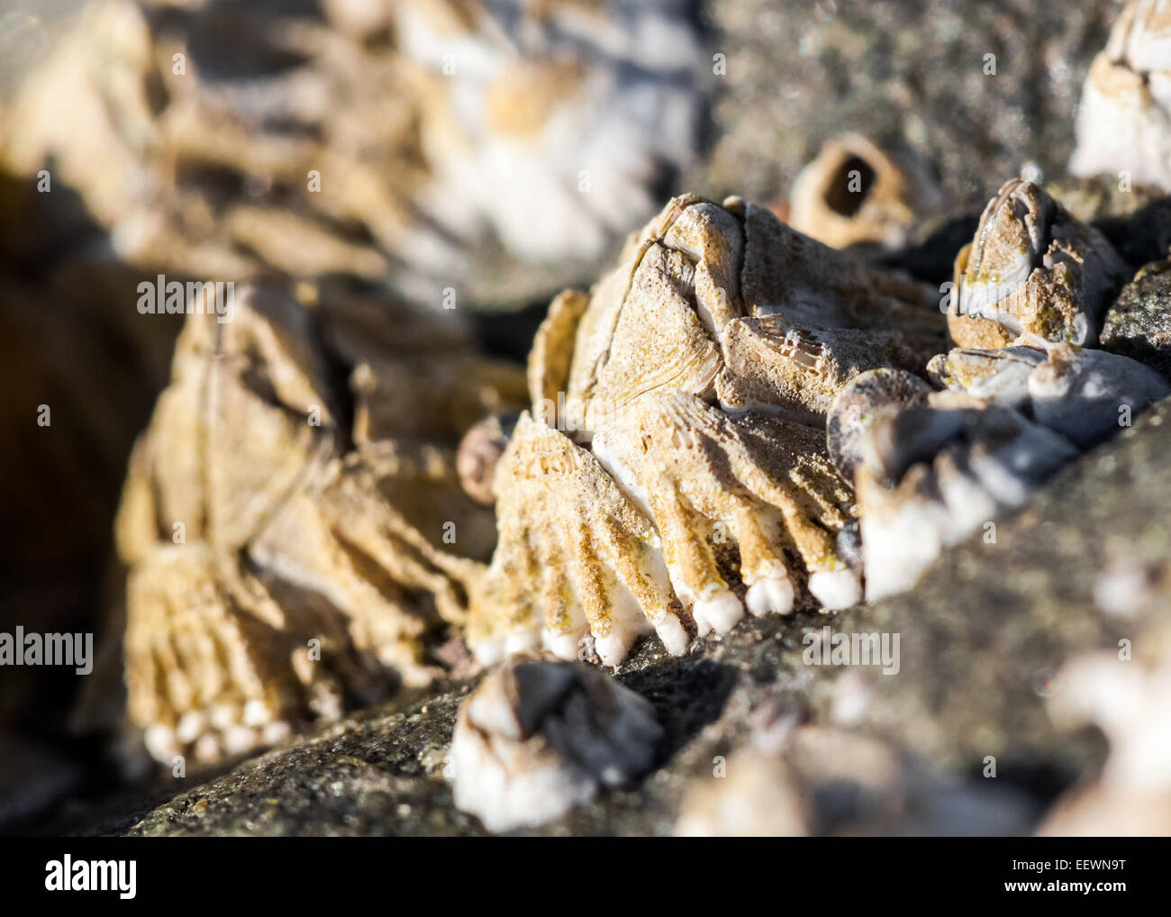 Bay barnacle hi-res stock photography and images - Alamy