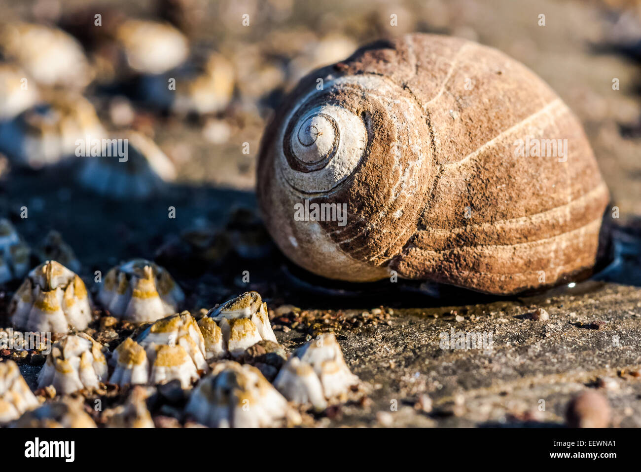A seashell with barnacles Stock Photo - Alamy