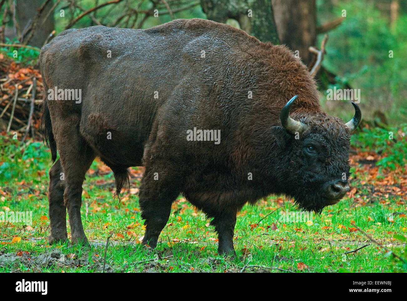 Europa bull hi-res stock photography and images - Alamy