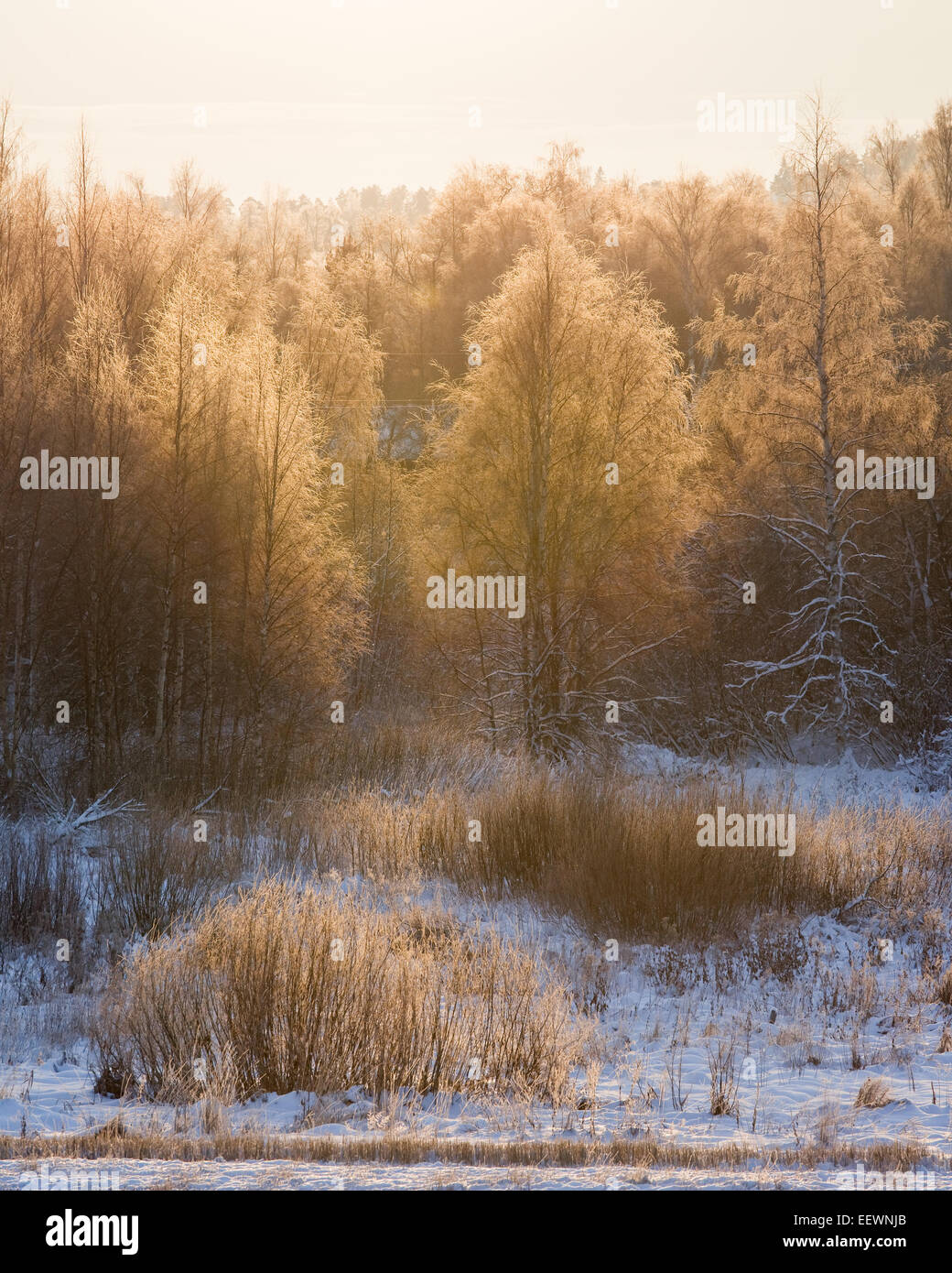Trees illuminated by morning sun at winter Stock Photo - Alamy