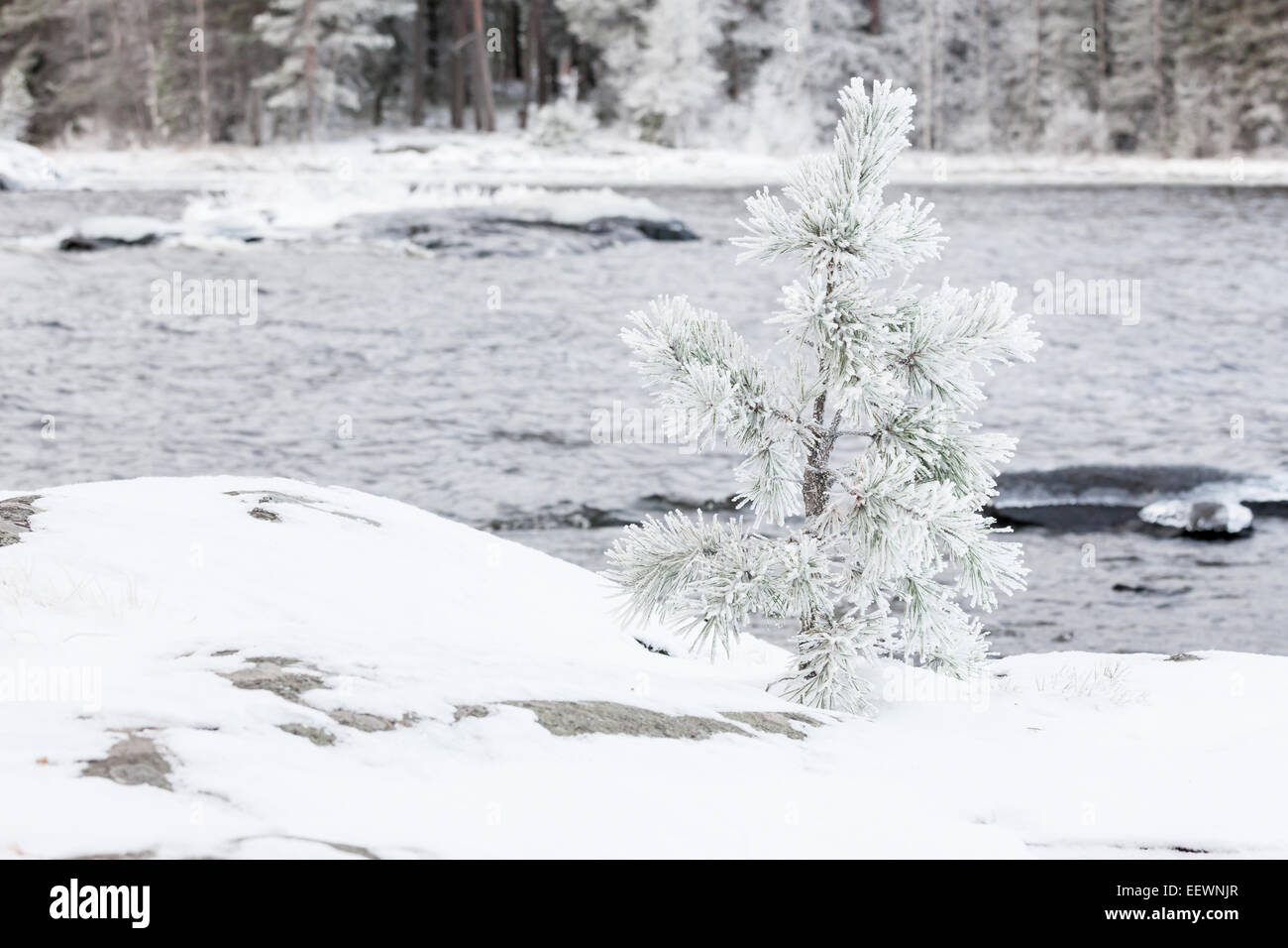Small tree covered in snow Stock Photo - Alamy