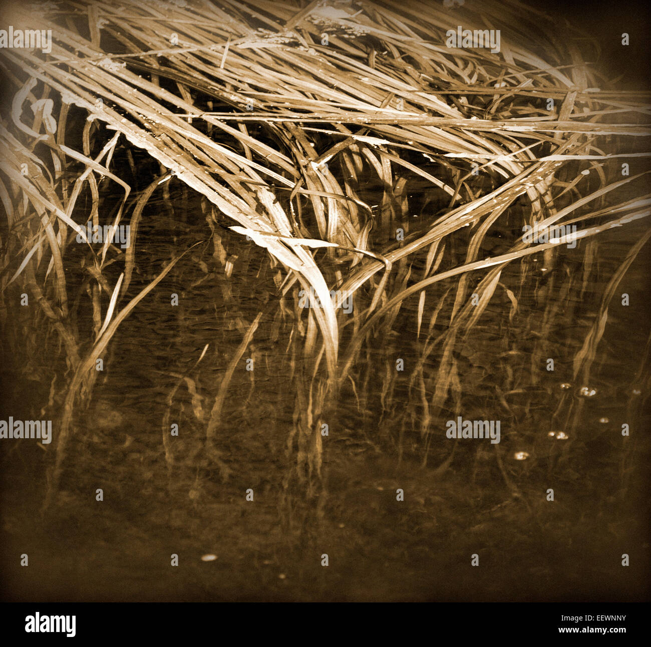 Under water world hi-res stock photography and images - Alamy