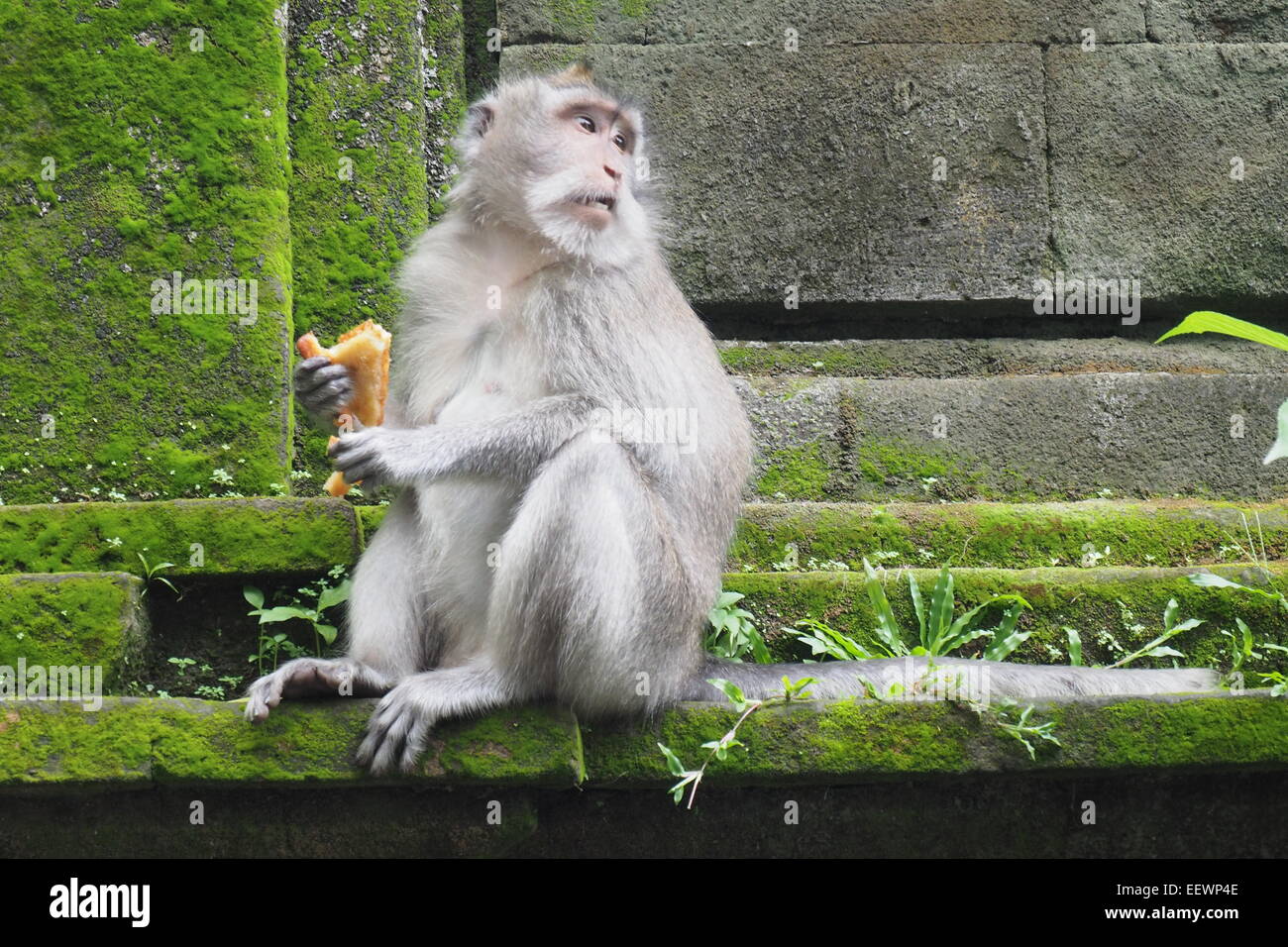 Long-tailed macaque in Sacred Monkey Forest of Padangtegal eating human ...