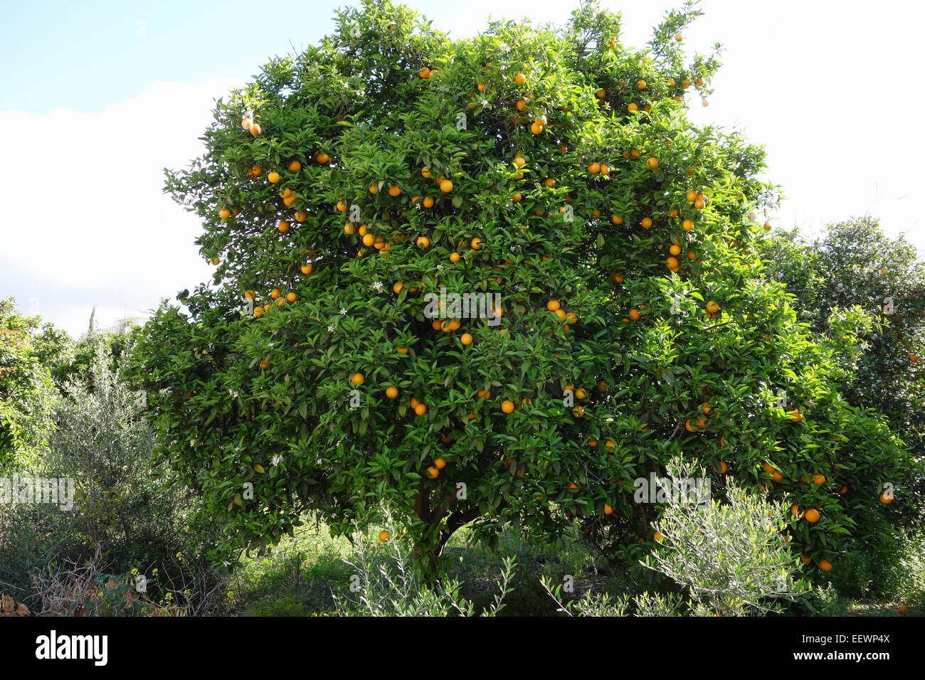 Orange tree in the garden Stock Photo - Alamy