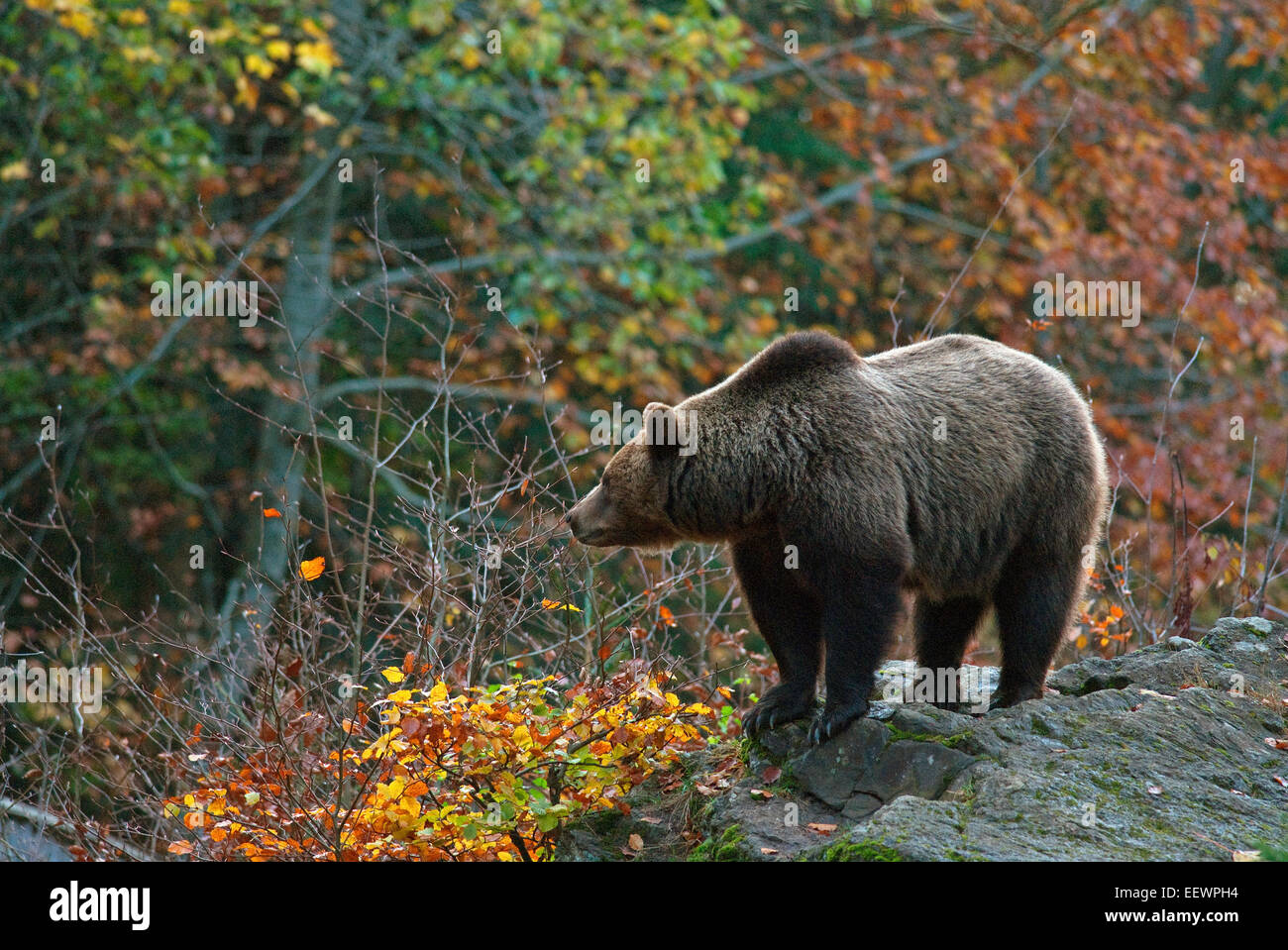 Parco faunistico hi-res stock photography and images - Alamy