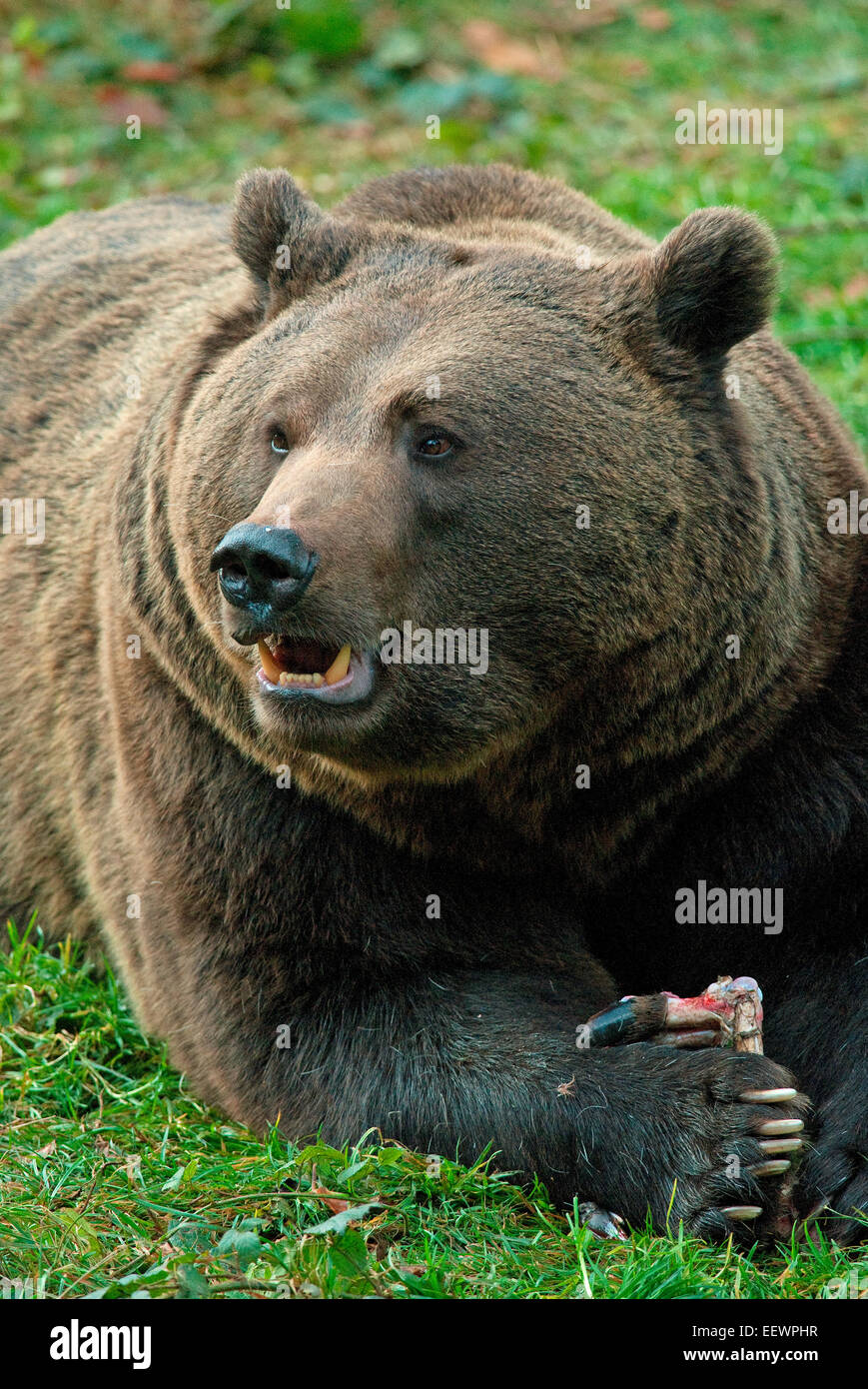 Brown bear (Ursus arctos), Bavarian Forest National Park, Bayerischer ...