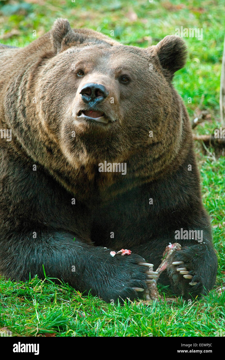 Parco faunistico hi-res stock photography and images - Alamy