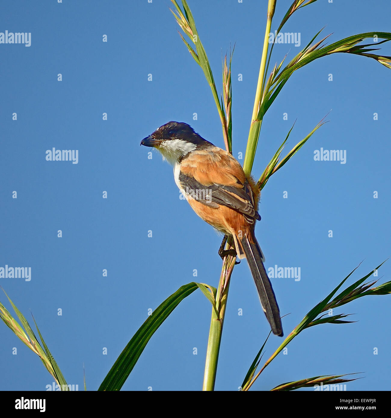Long tailed shrike hi-res stock photography and images - Alamy