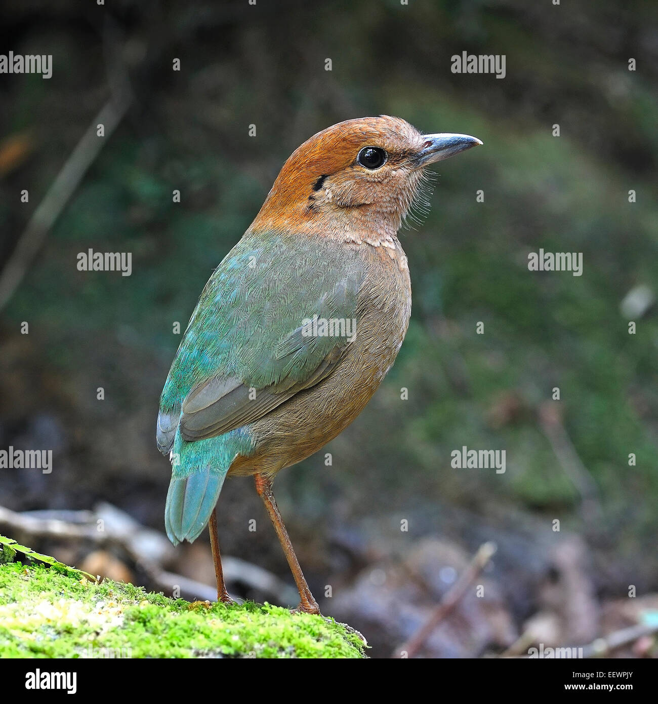 Rusty-naped Pitta (Pitta oatesi), standing on the rock, back profile ...