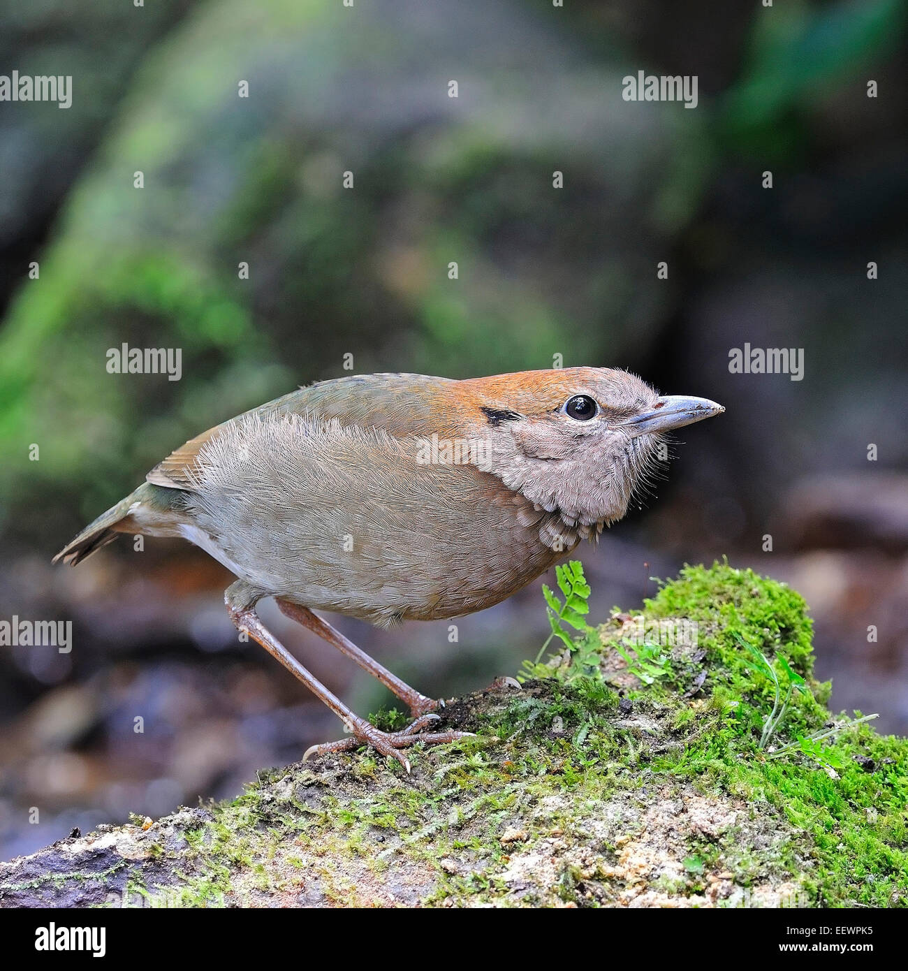 Rusty-naped Pitta (Pitta oatesi), standing on the rock, side profile ...