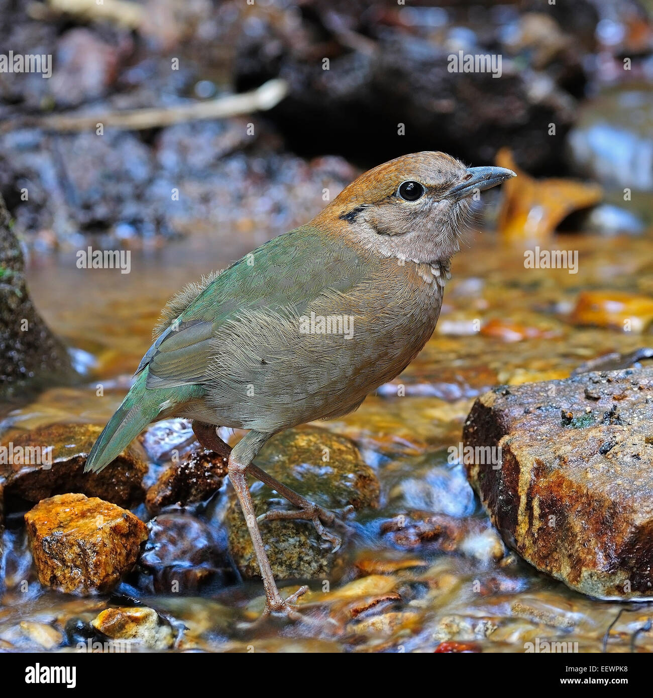 Rusty-naped Pitta (Pitta oatesi), standing on the ground, side profile ...
