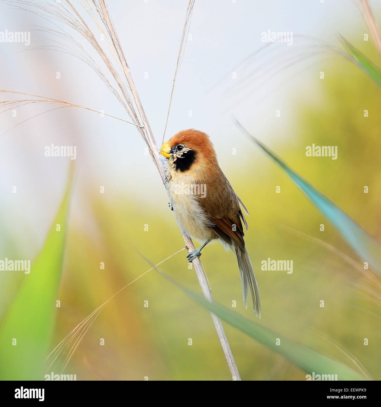 Parrotbill hi-res stock photography and images - Alamy
