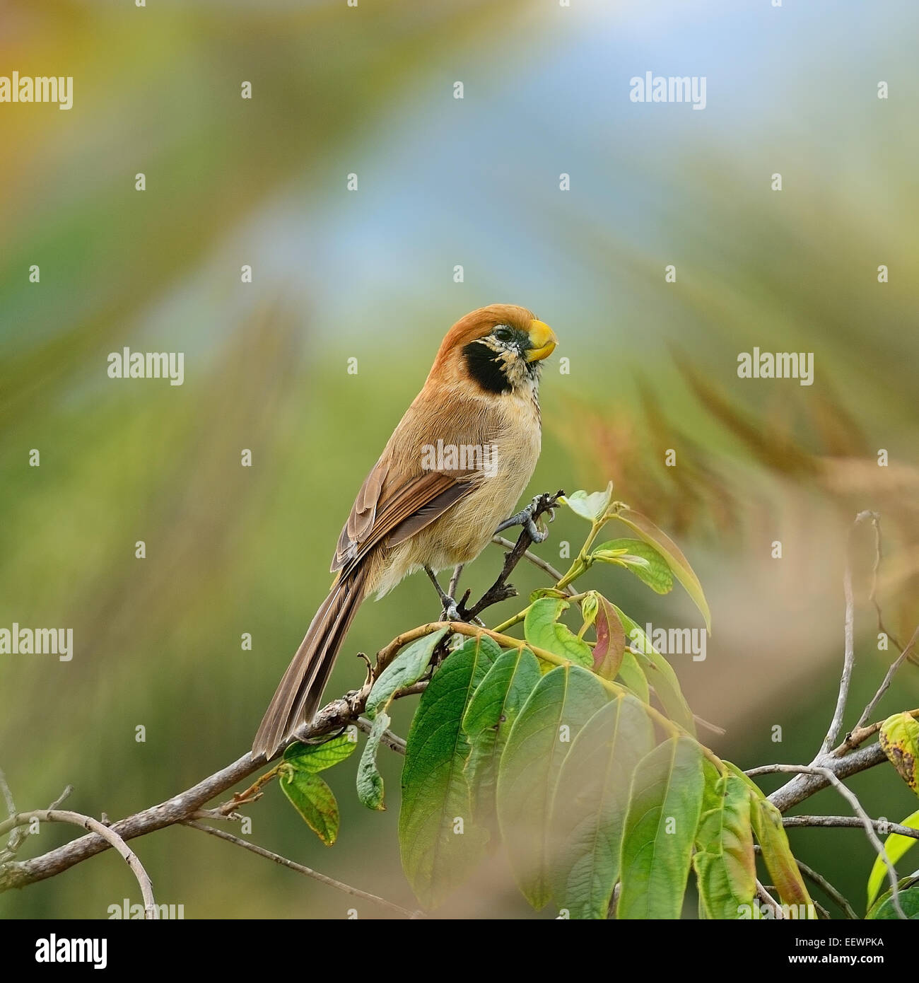 Beautiful Parrotbill, Spot-breasted Parrotbill (Paradoxornis ...