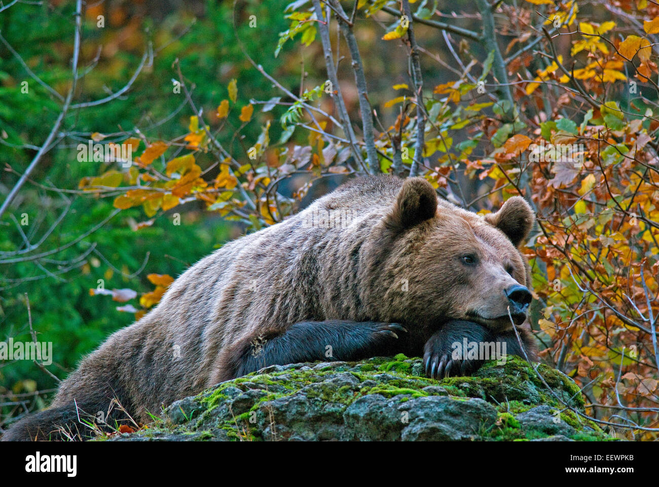 Bear lying down hi-res stock photography and images - Alamy