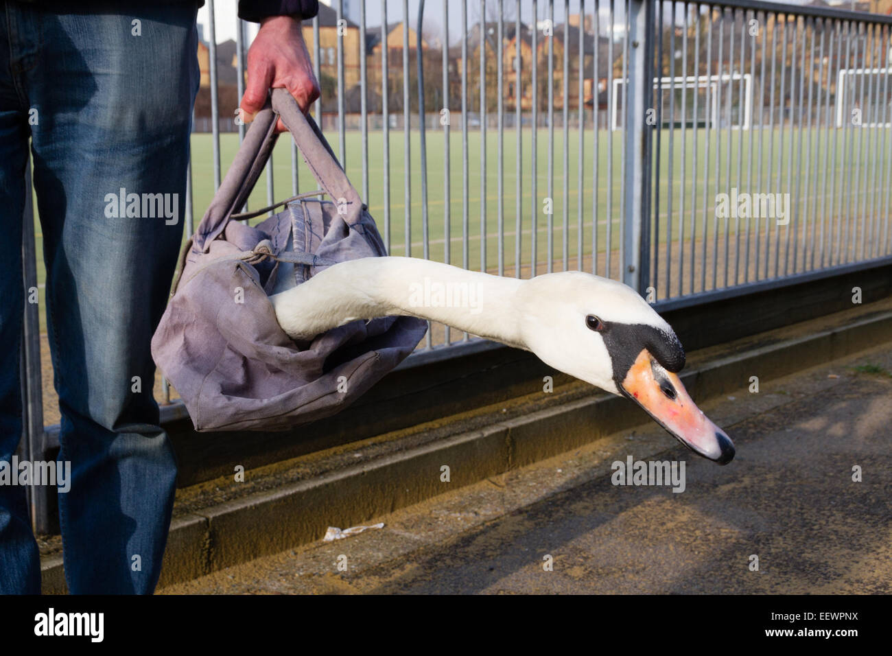 Swan rescue, Wapping, London Stock Photo - Alamy