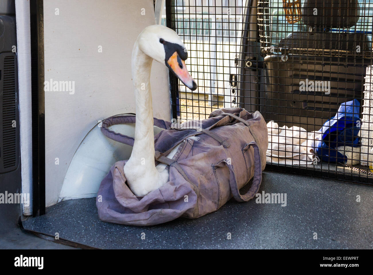 Swan in a bag in rear of van after being rescued, Wapping, London Stock ...