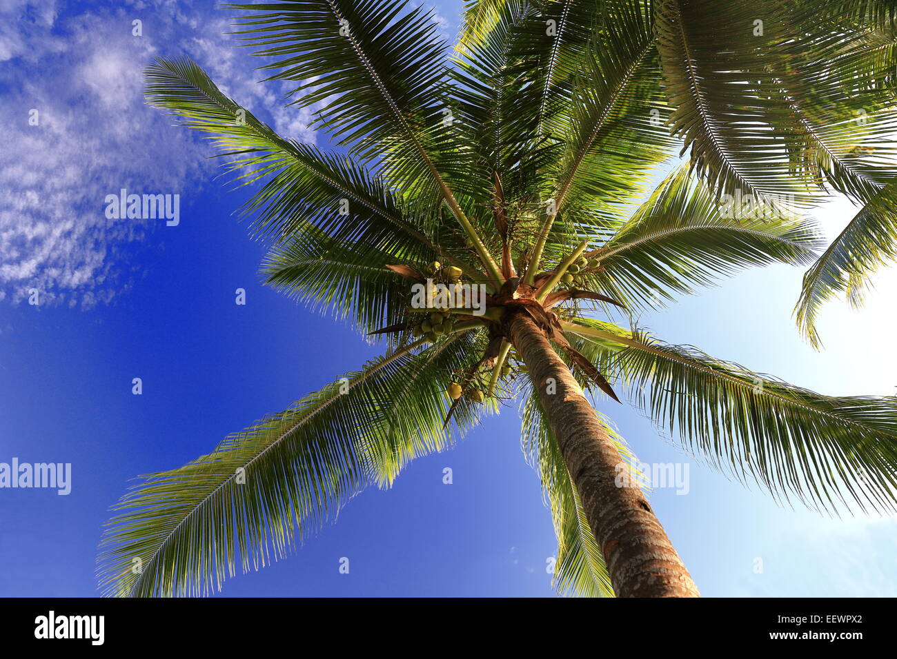 Flora of vanuatu hi-res stock photography and images - Alamy