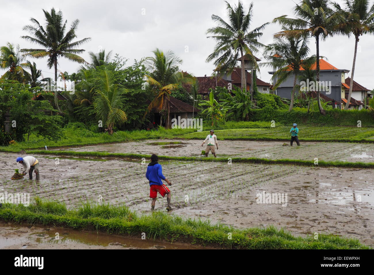 Rice seeding hi-res stock photography and images - Alamy