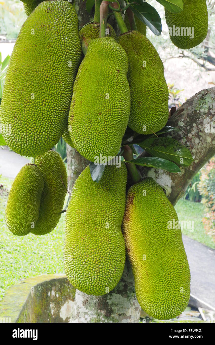 Jak tree hi-res stock photography and images - Alamy