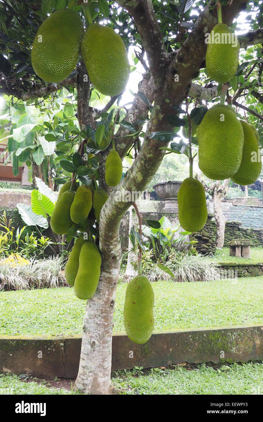 Jak tree hi-res stock photography and images - Alamy