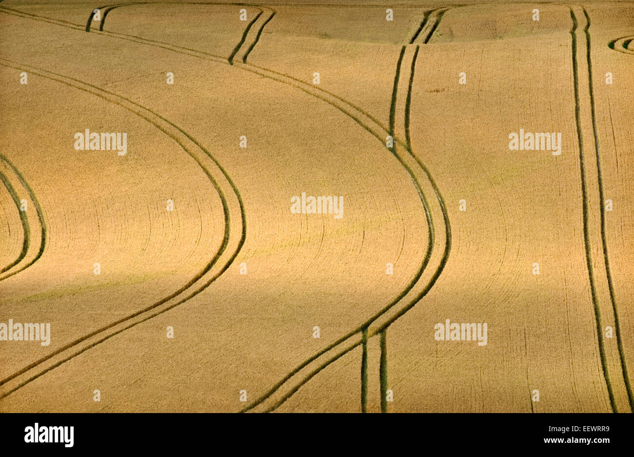Tractor lines in wheat field hi-res stock photography and images - Alamy