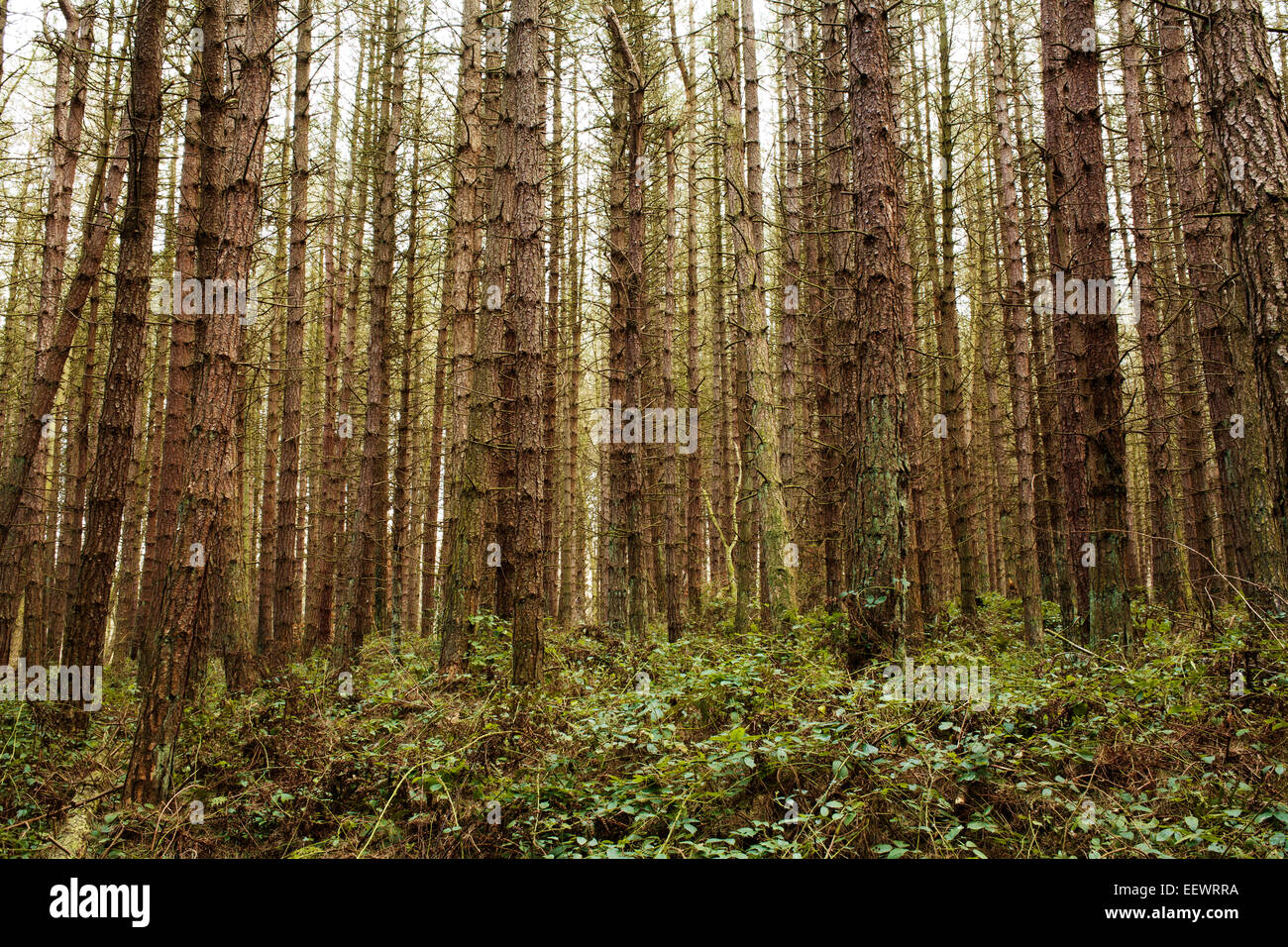 Forestry commission plantation hi-res stock photography and images - Alamy
