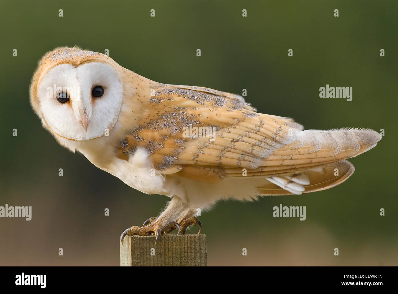 Common Barn Owl looking at the camera Stock Photo - Alamy