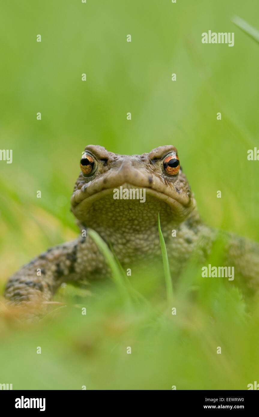 Low level photograph of a Common Toad Stock Photo - Alamy