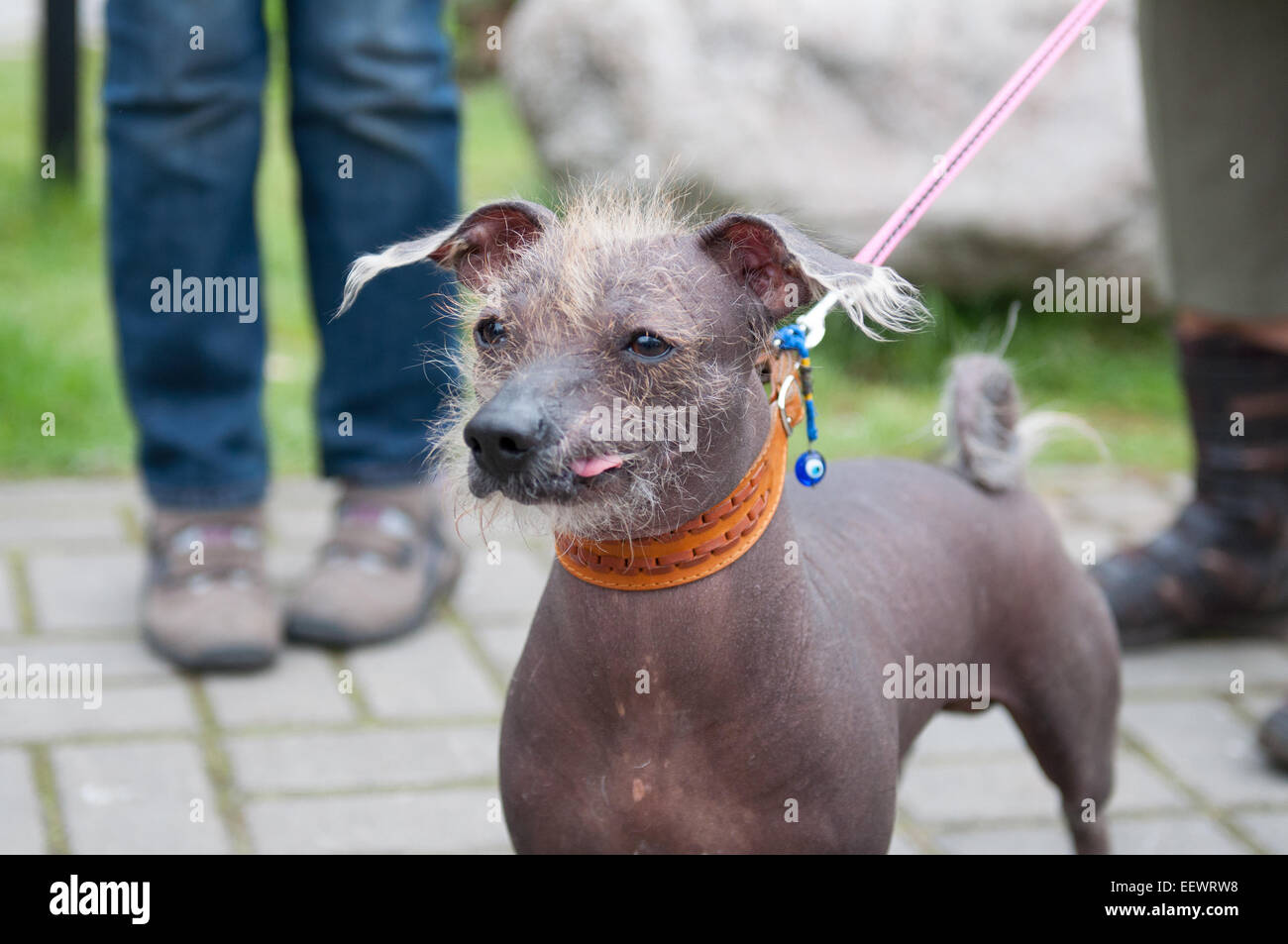 Xoloitzcuintli Poodle Mix