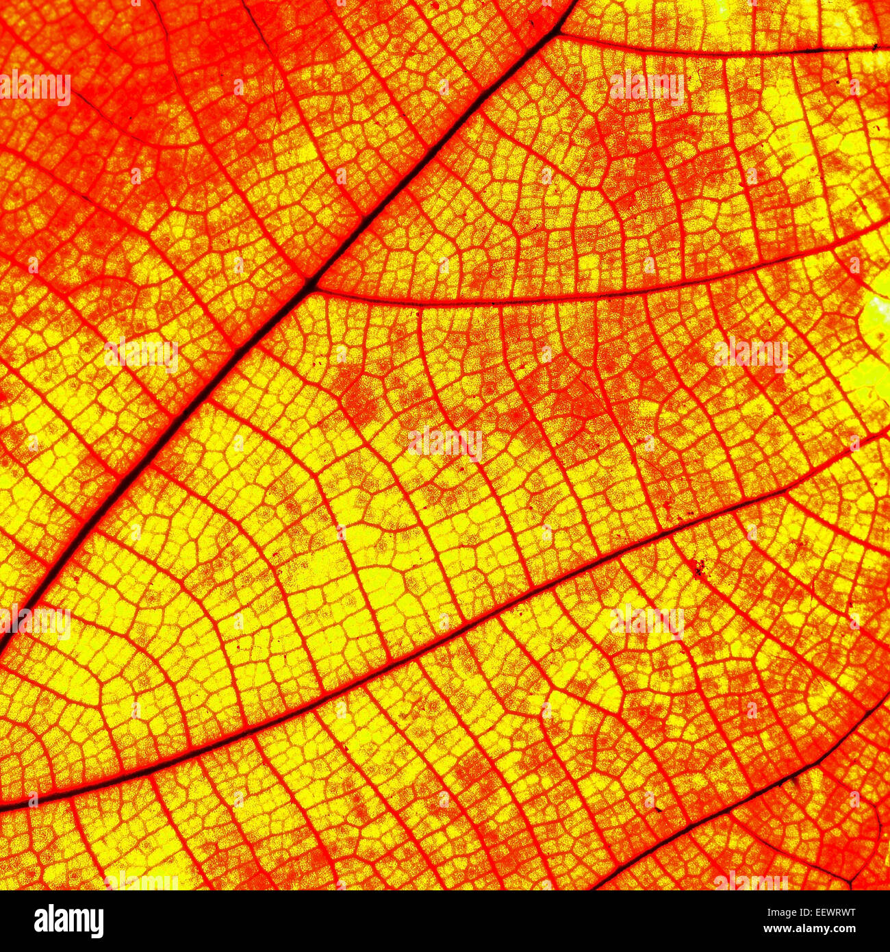 Red leaf abstract background texture Stock Photo - Alamy