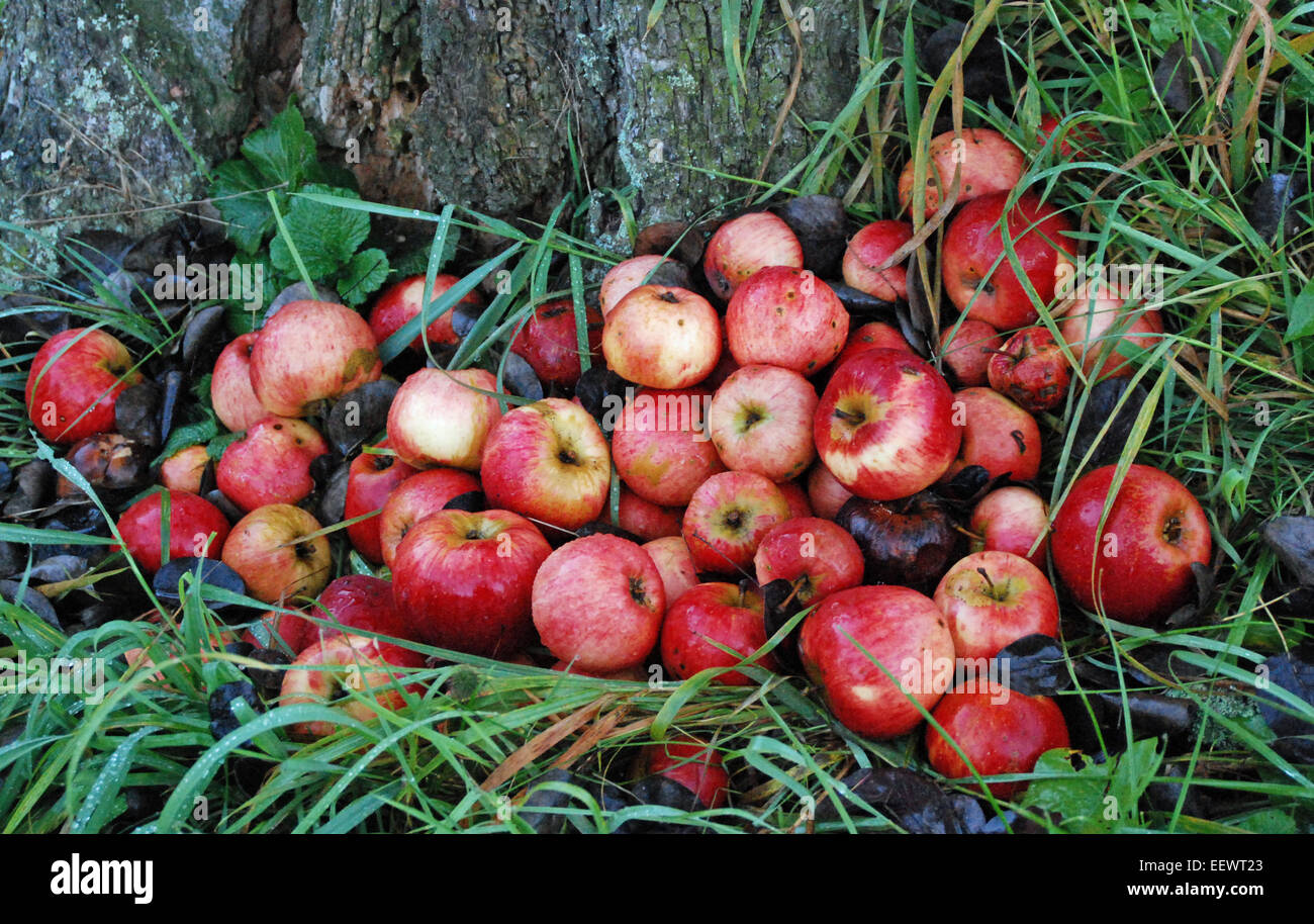 Apples lying at foot of a tree Stock Photo - Alamy