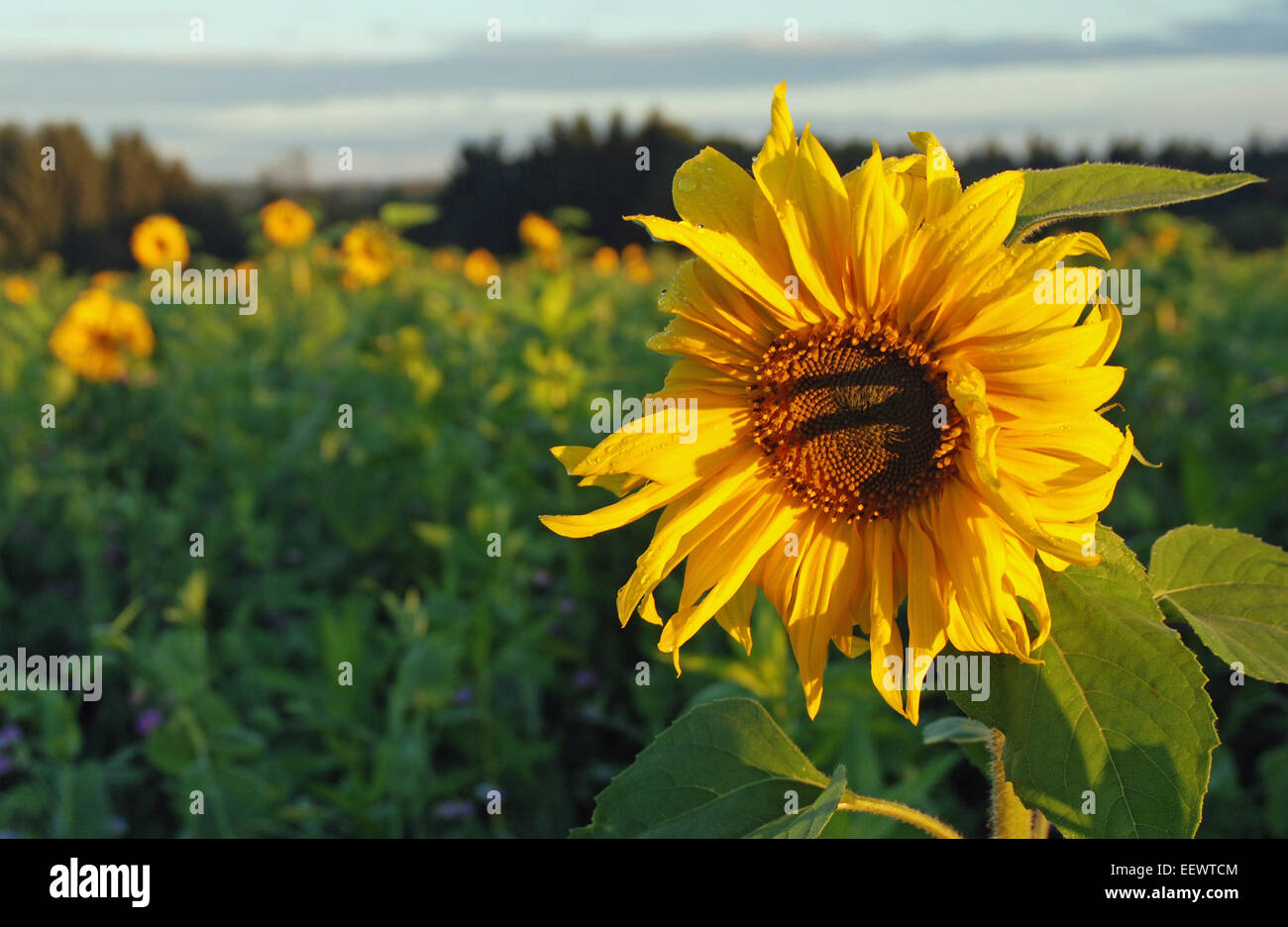 Field early hi-res stock photography and images - Alamy