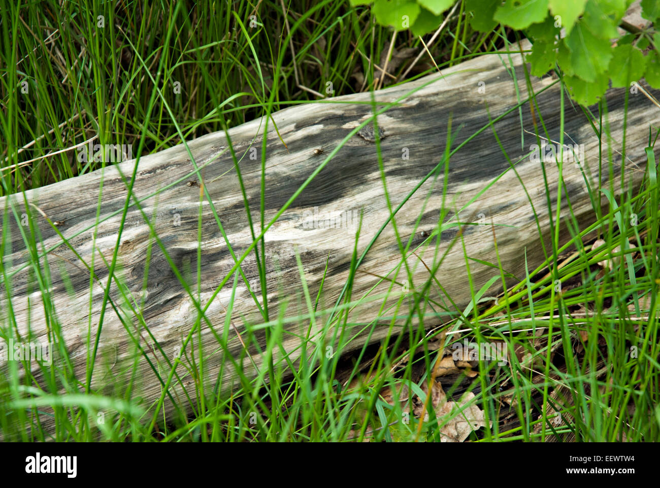 Log decaying hi-res stock photography and images - Alamy