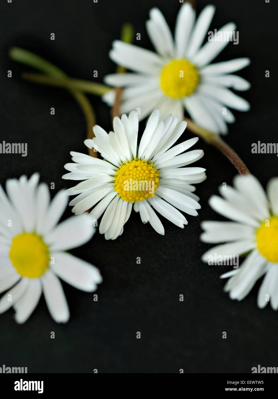 Four daisy flowers Stock Photo - Alamy
