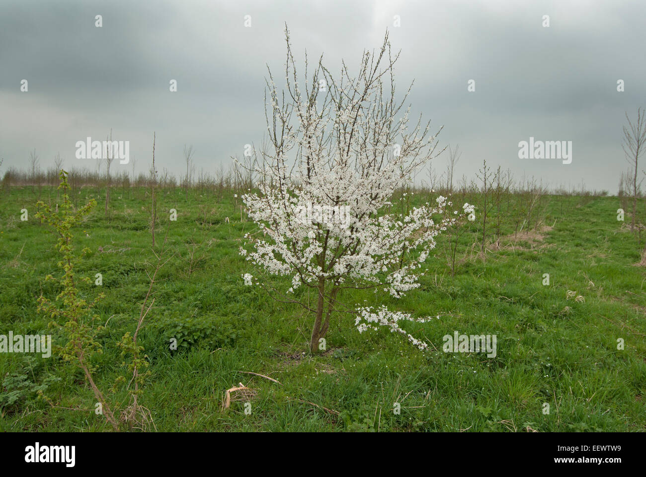 Sapling in blossom in plantation in winter Stock Photo - Alamy