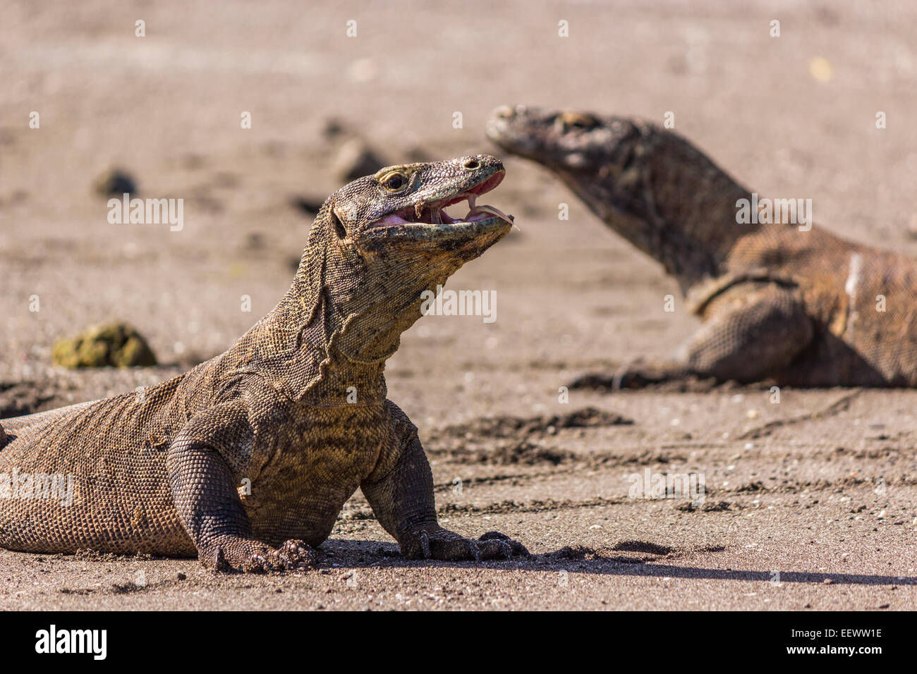 Komodo varan hi-res stock photography and images - Alamy