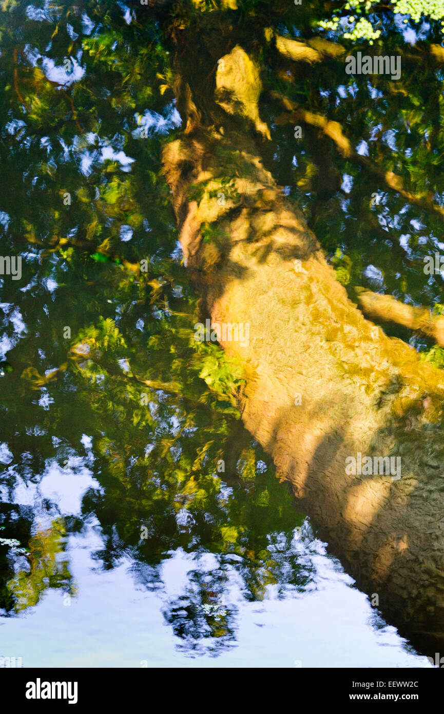 Reflections in pond hi-res stock photography and images - Alamy