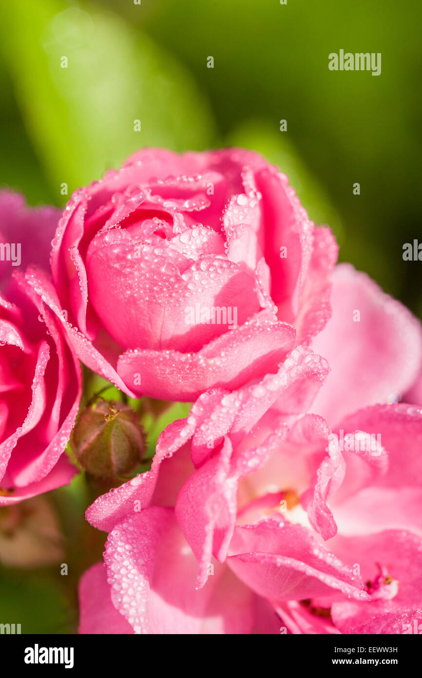 Pink flower with dew hi-res stock photography and images - Alamy