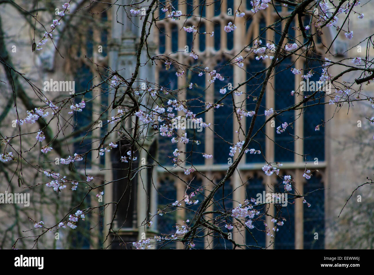 Pink cherry blossom cambridge uk hi-res stock photography and images ...