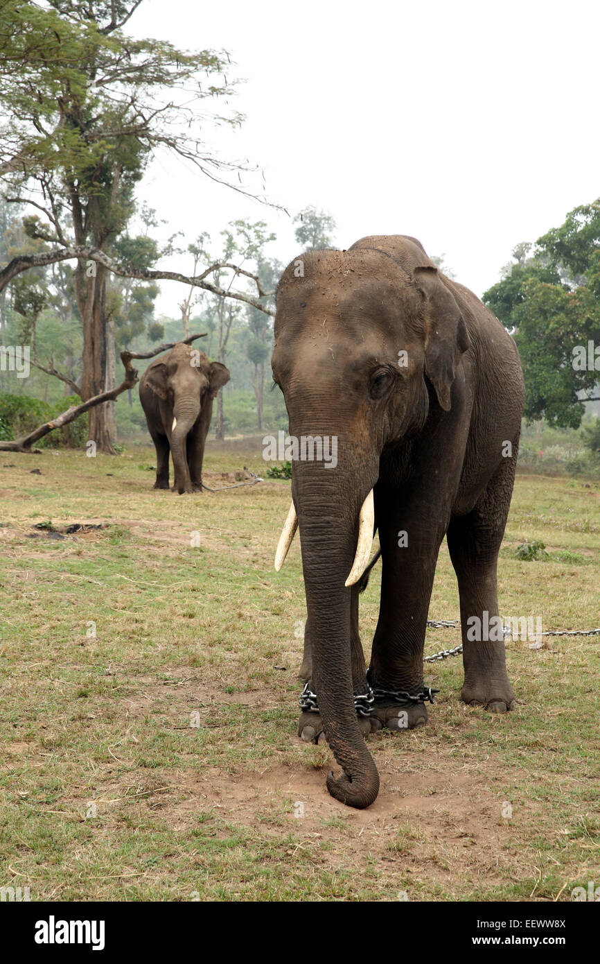 Giant mastodon hi-res stock photography and images - Alamy