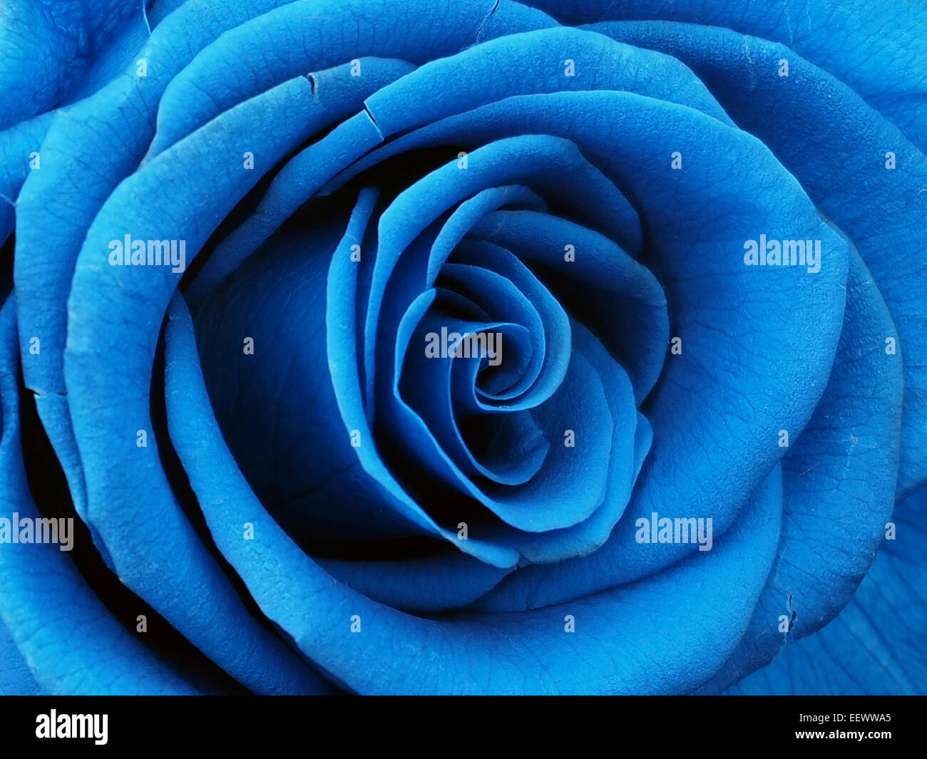 a blue rose Stock Photo - Alamy