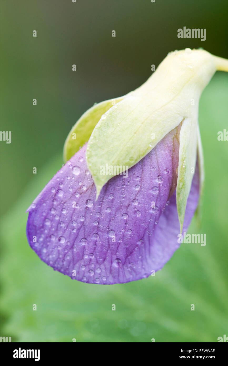 Sweet pea bud flower hi-res stock photography and images - Alamy