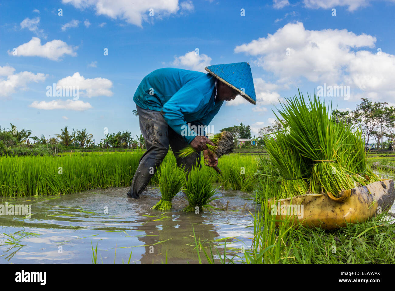 Planting rice terrace hi-res stock photography and images - Alamy