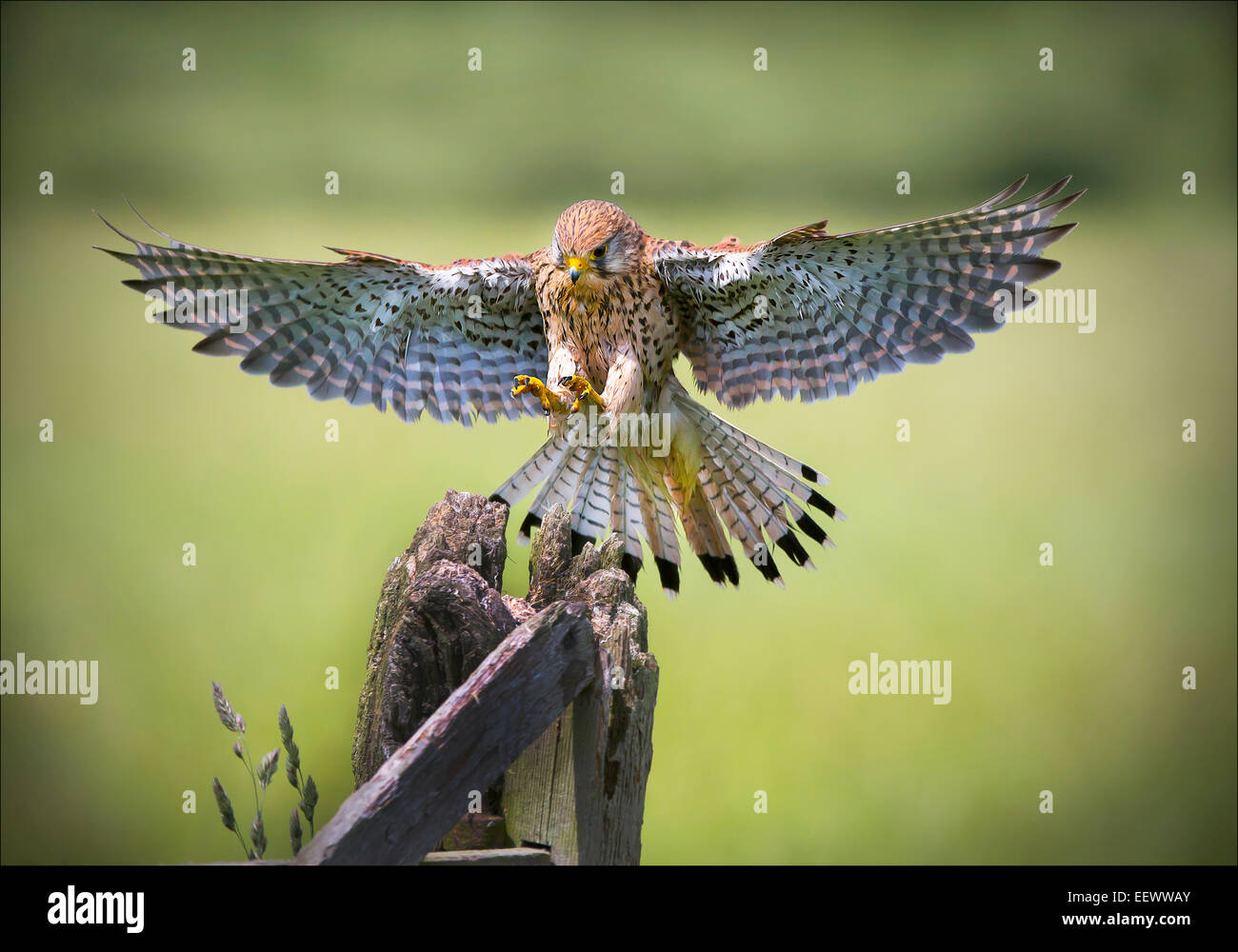 Female Kestrel Landing on Gate post Stock Photo - Alamy