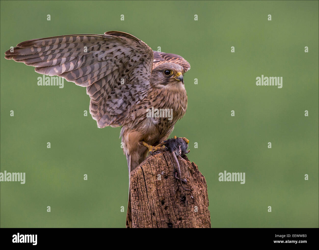 Captured rodent hi-res stock photography and images - Alamy