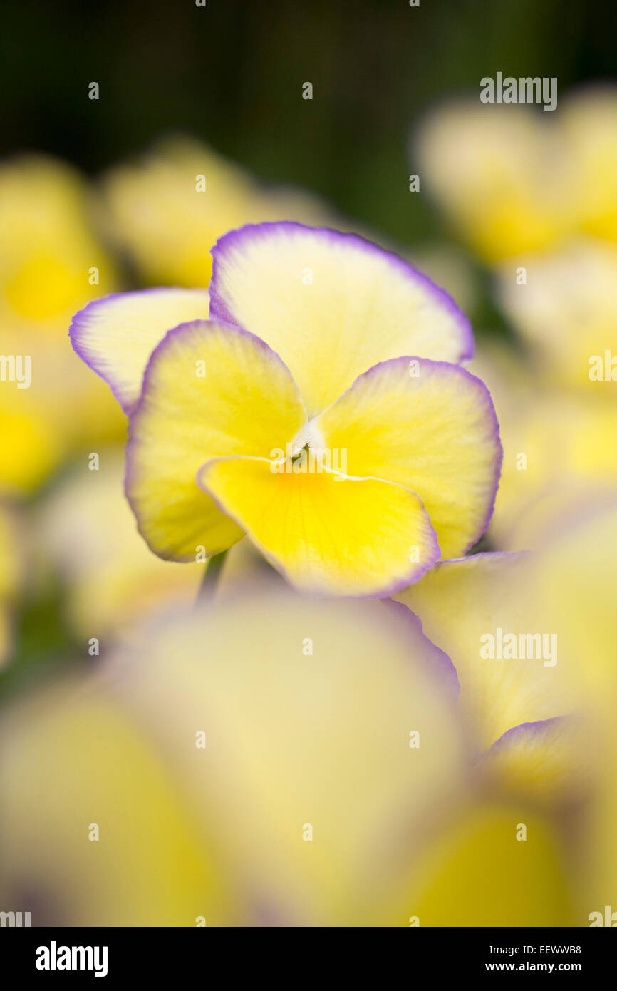 Viola 'Etain' Stock Photo - Alamy