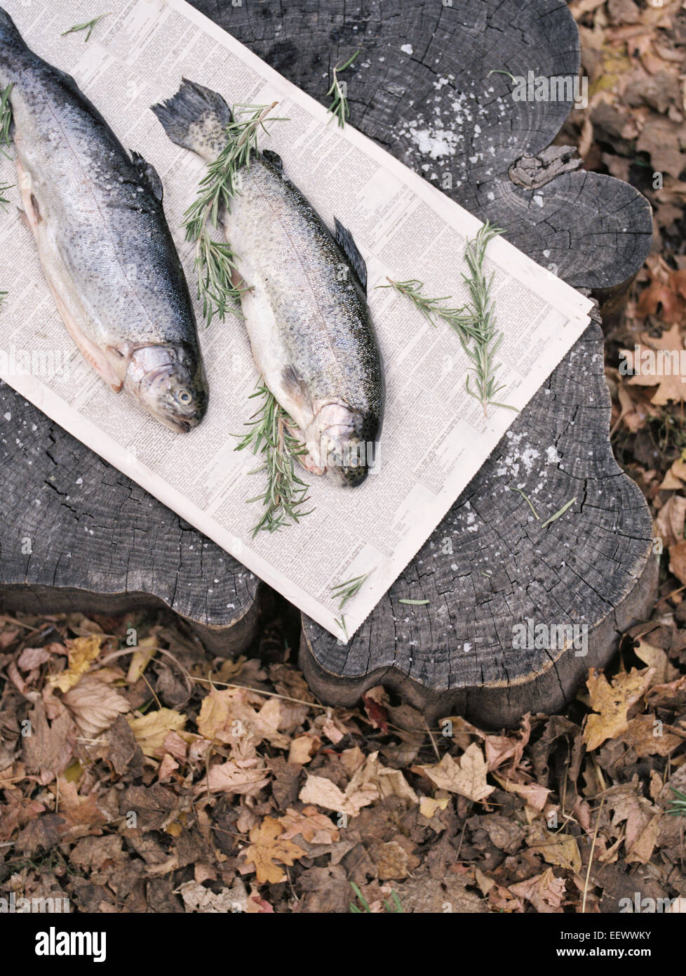 Fish tree hi-res stock photography and images - Alamy