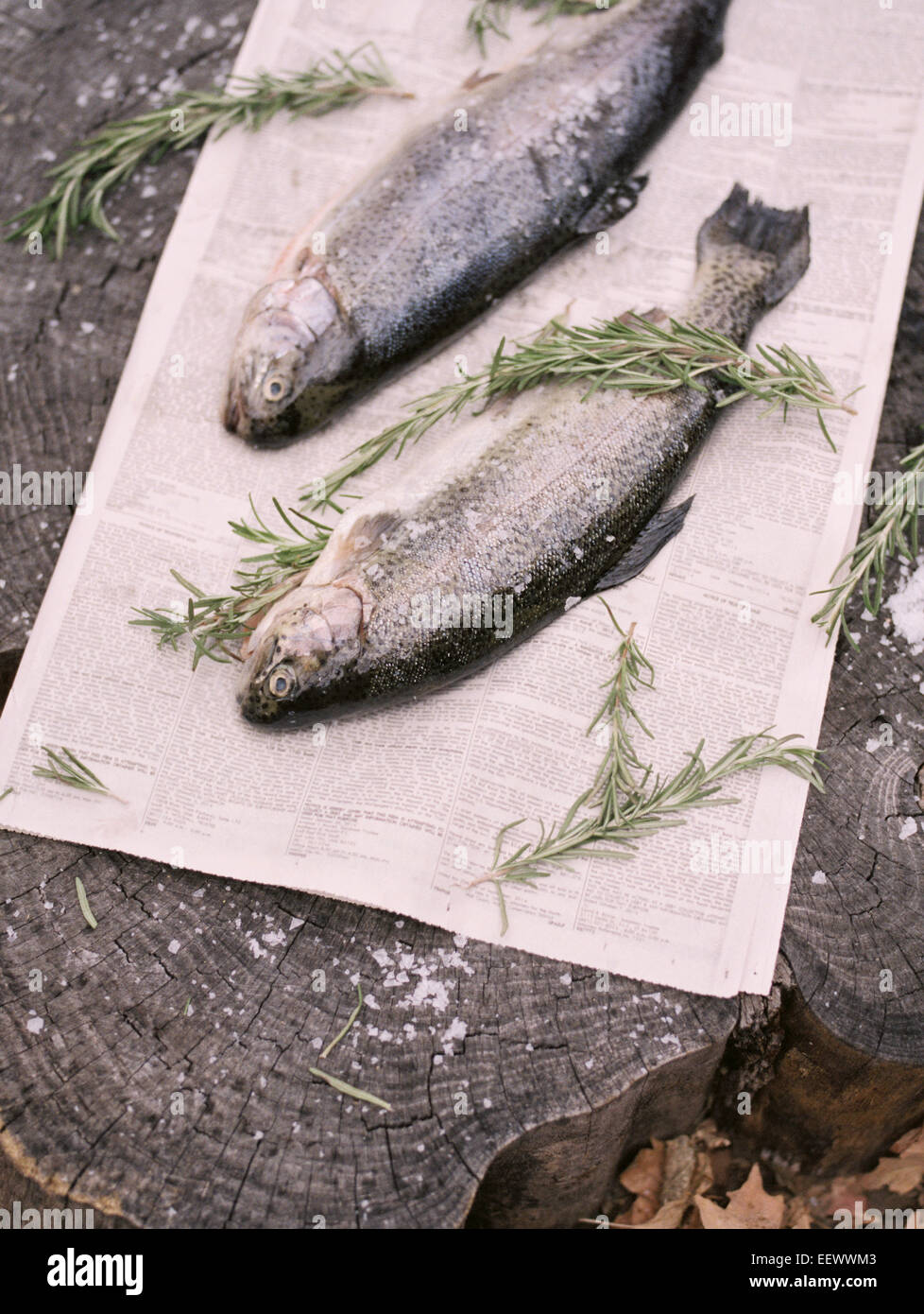 Fish tree hi-res stock photography and images - Alamy