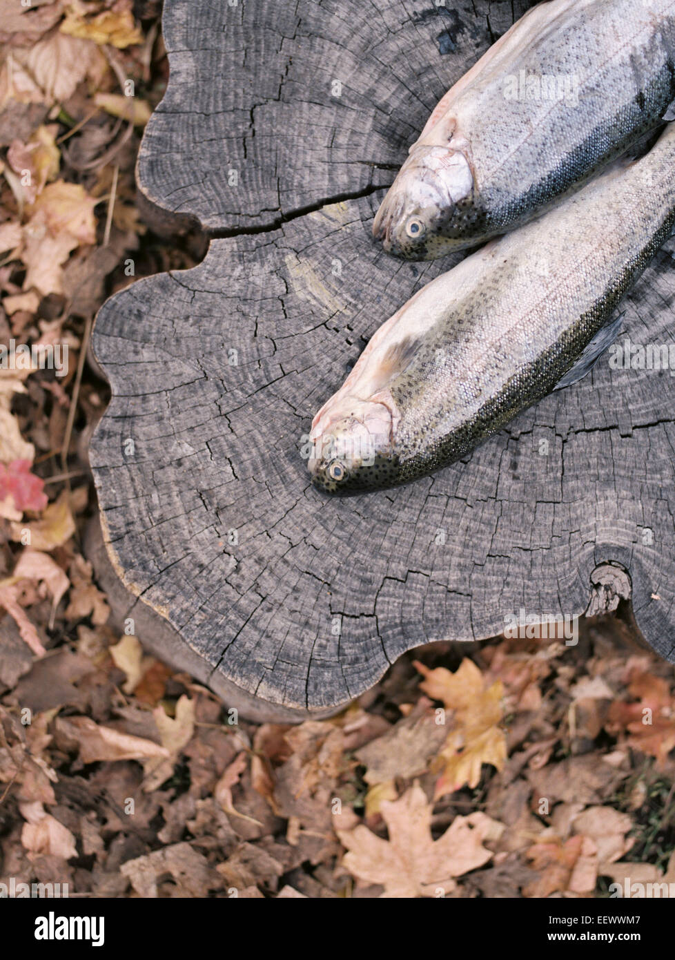 Lying on the tree hi-res stock photography and images - Alamy